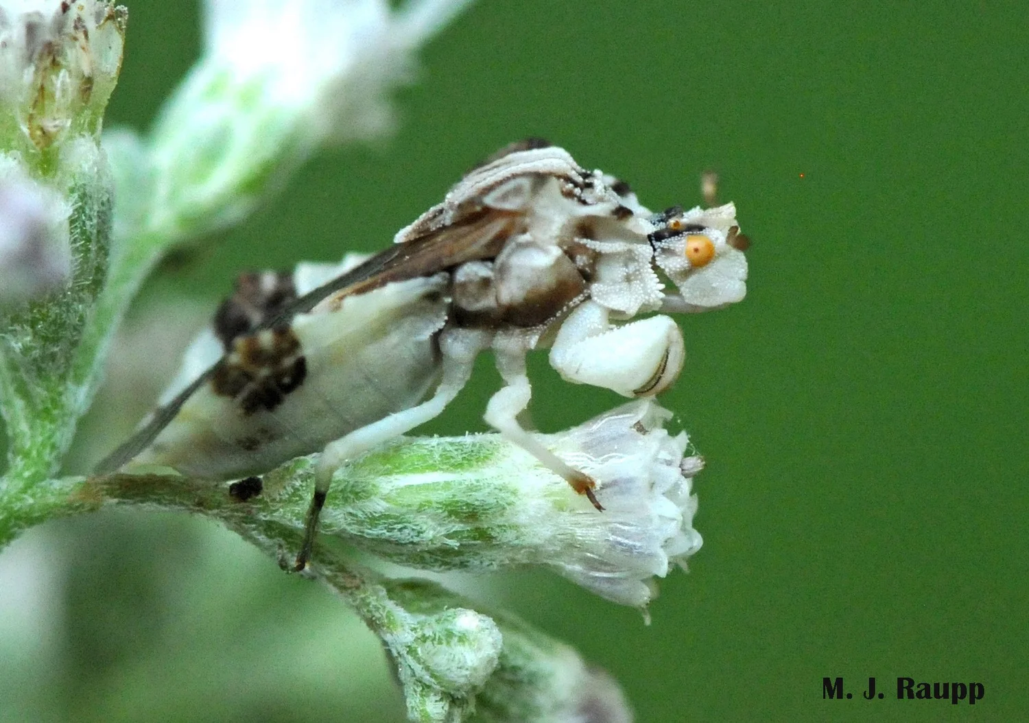 Danger in the wildflowers for bees: Ambush bugs, Phymata spp. — Bug of ...