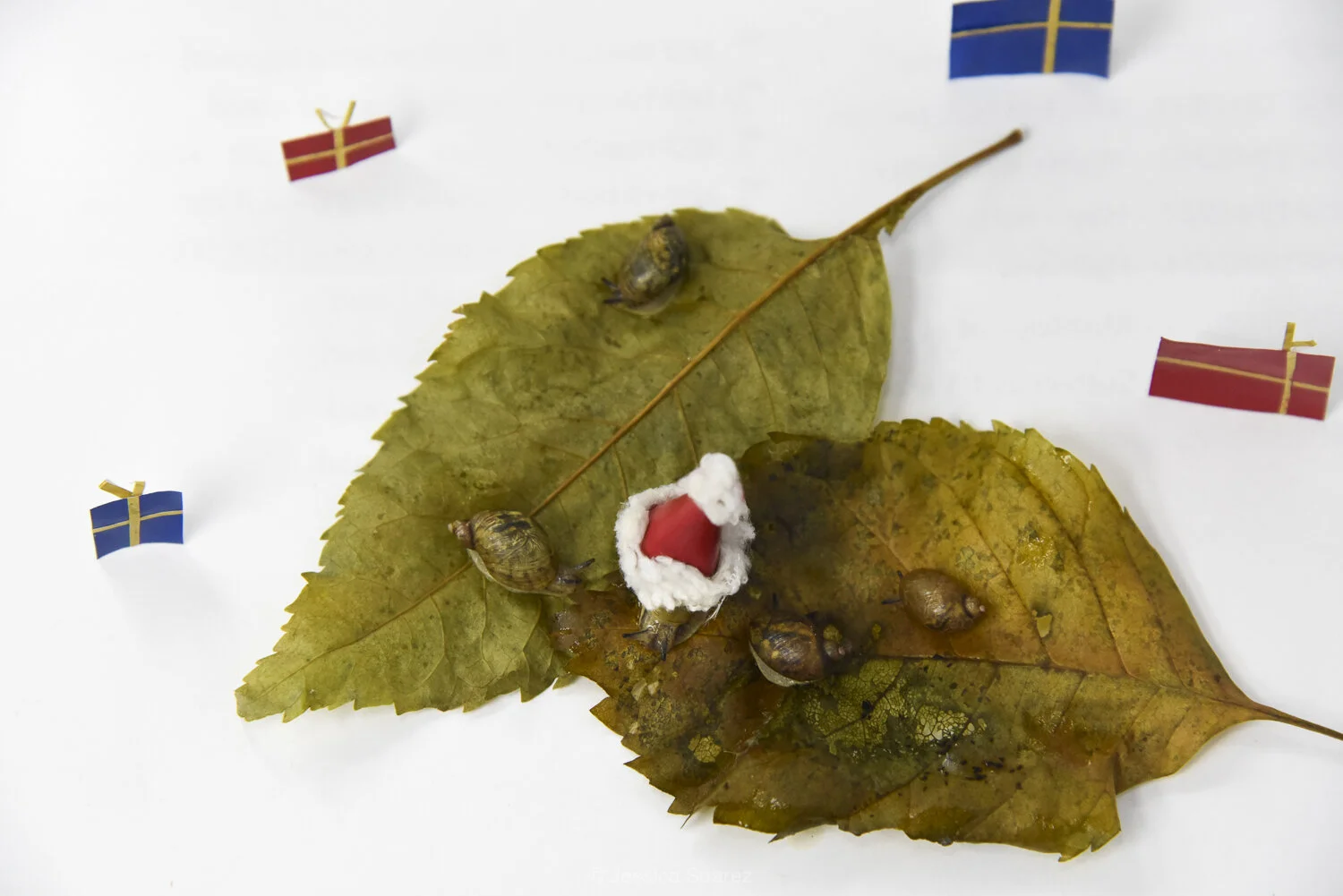 Chittenango Ovate Amber Snail — Jessica Suarez