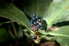 Metallic Blue Berries! Pollia condensata "Marble Berry" — Jesse Waugh