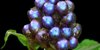 Metallic Blue Berries! Pollia condensata "Marble Berry" — Jesse Waugh