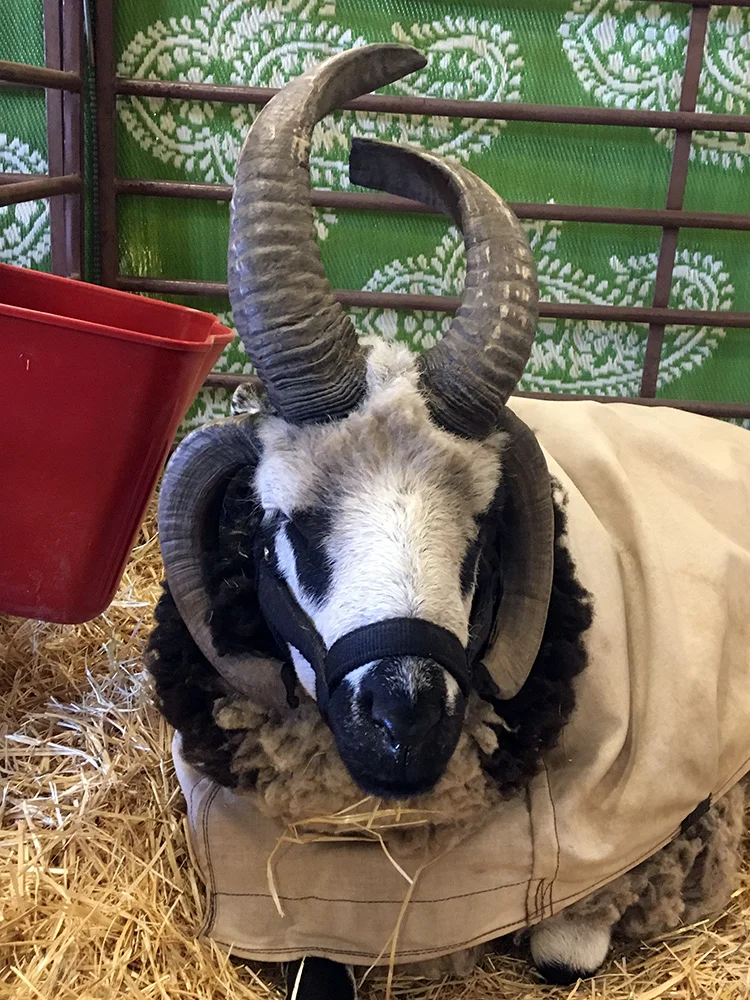 Sheep keds, belly wool, and how much fleece do you need for a sweater ...