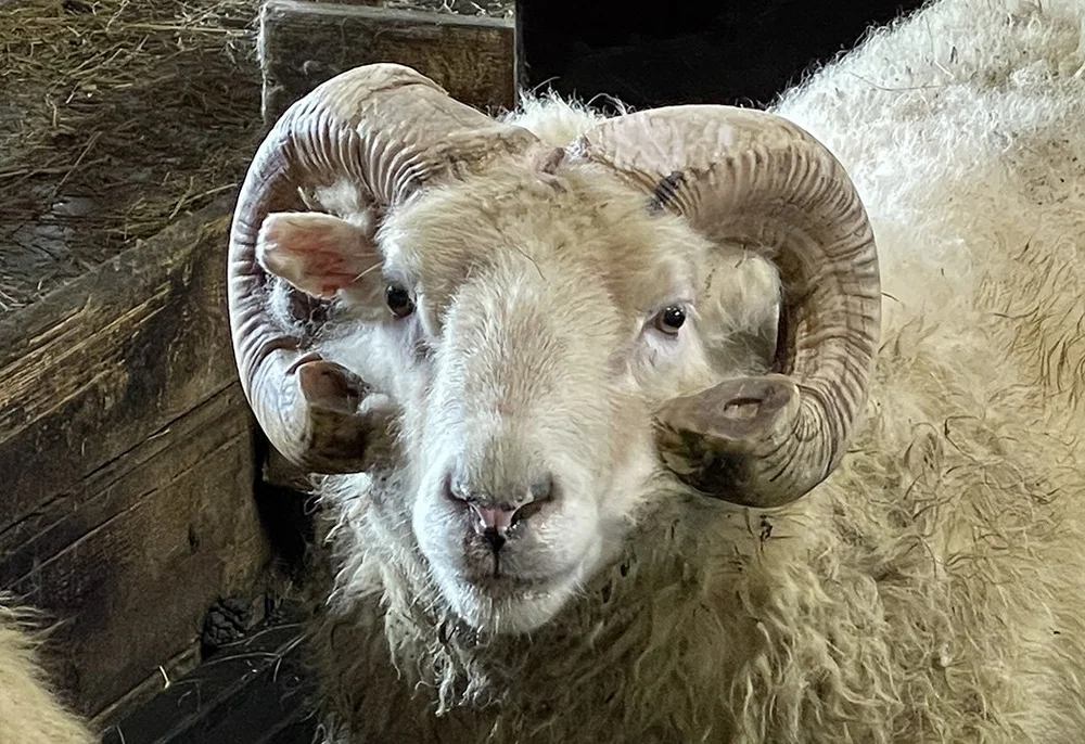 Icelandic sheep: the fleece and my experience spinning it — Rebecca Mezoff