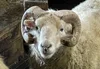 Icelandic sheep: the fleece and my experience spinning it — Rebecca Mezoff