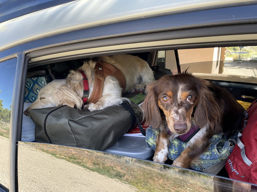 Weaving outside: Cows, thunderstorms, and puppies — Rebecca Mezoff