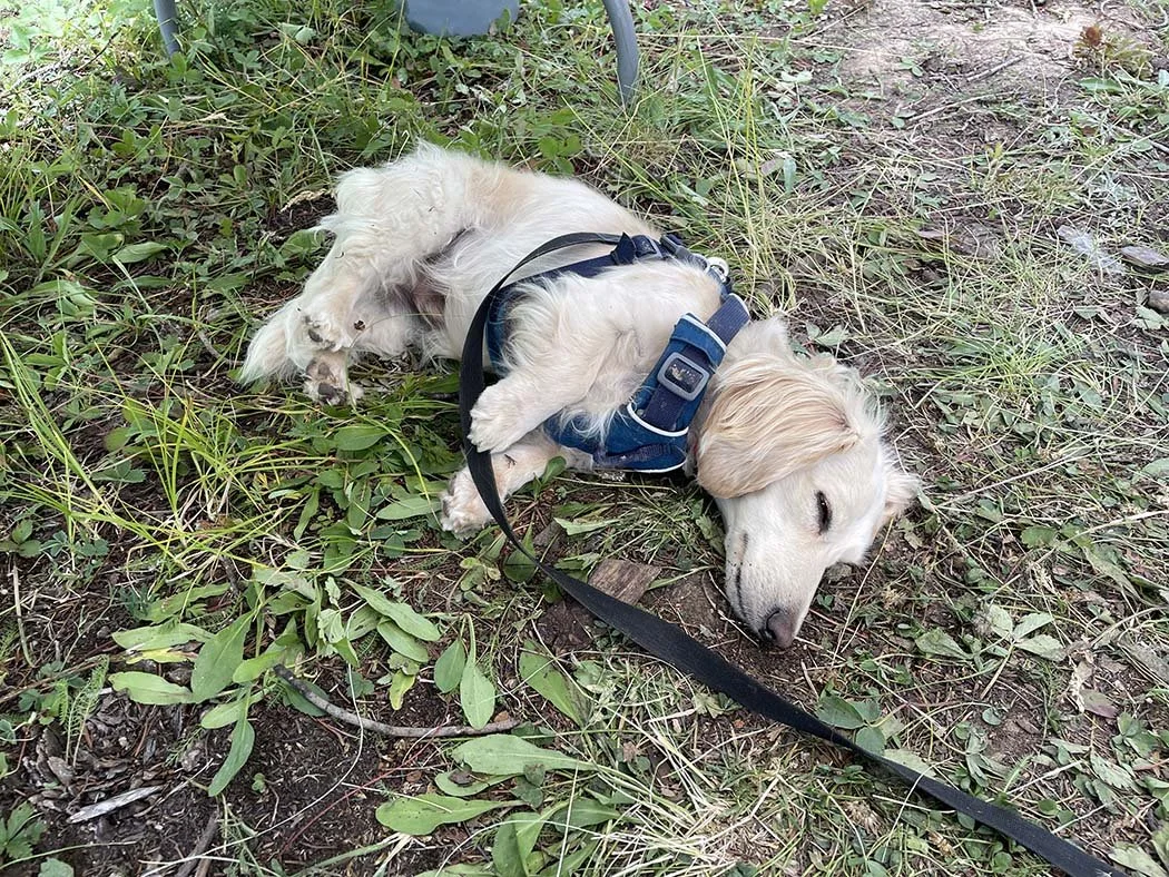 Weaving outside: Cows, thunderstorms, and puppies — Rebecca Mezoff