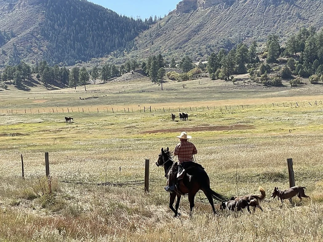 Cattle drives, beautiful wool, and fall colors | Welcome to New Mexico ...