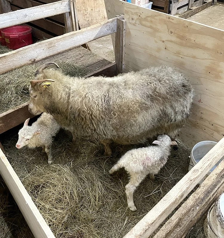 Icelandic sheep: the fleece and my experience spinning it — Rebecca Mezoff