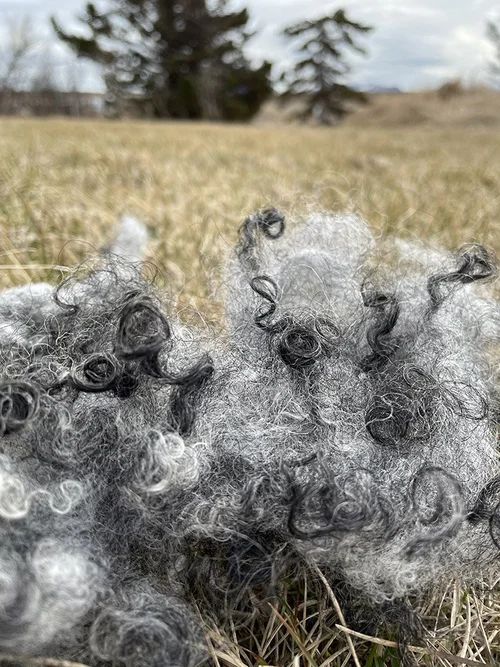 Icelandic sheep: the fleece and my experience spinning it — Rebecca Mezoff