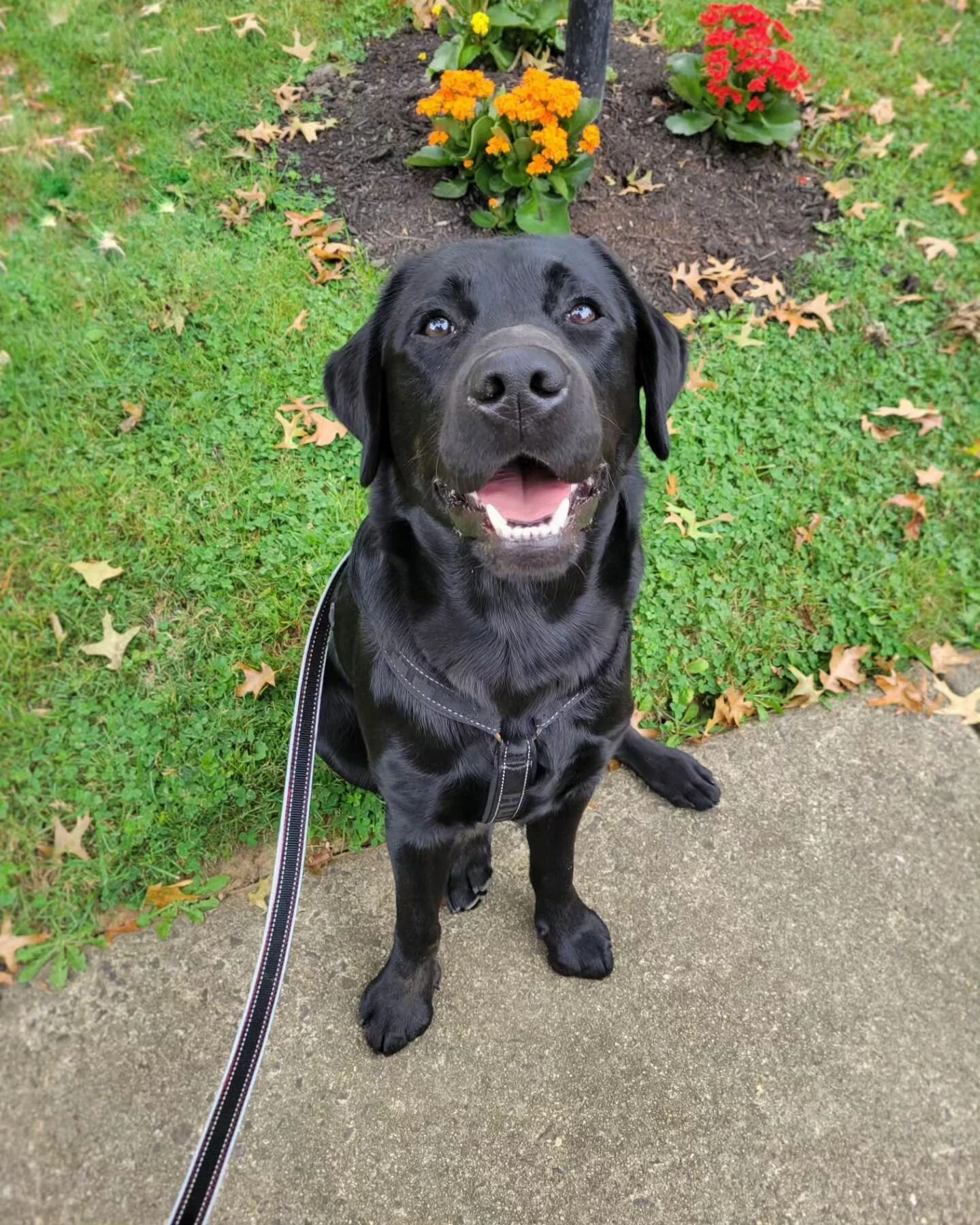 Tutoring sessions — Tuff Pup Training