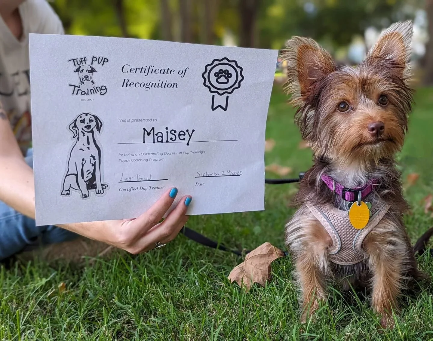 Basic Obedience — Tuff Pup Training