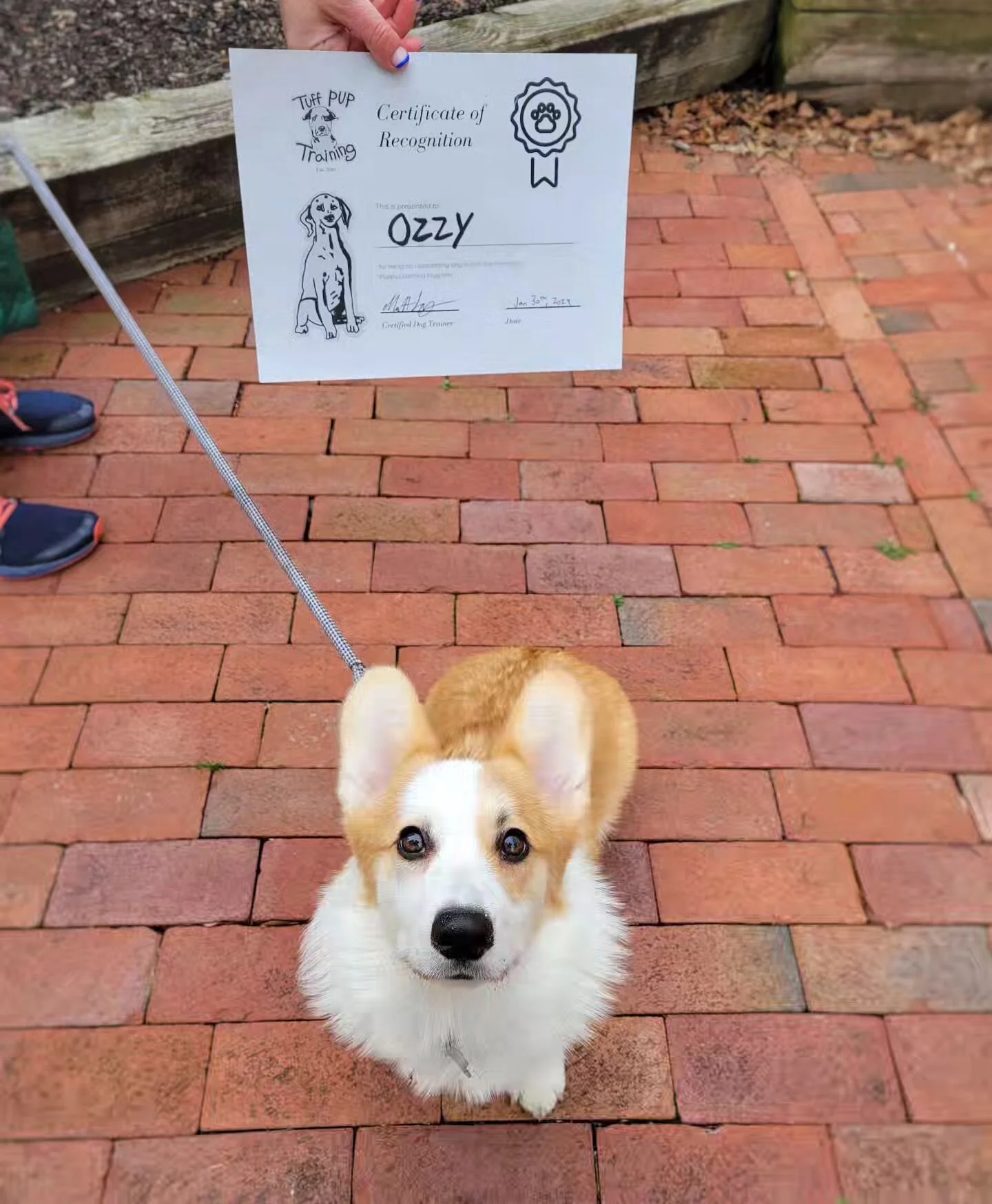 Advanced Obedience — Tuff Pup Training