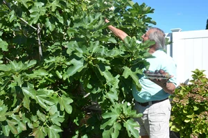The Almighty Fig Tree — out east foodie