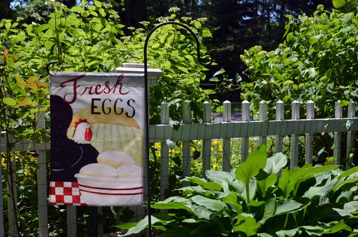 My Self-Guided North Fork Hen House Tour — out east foodie