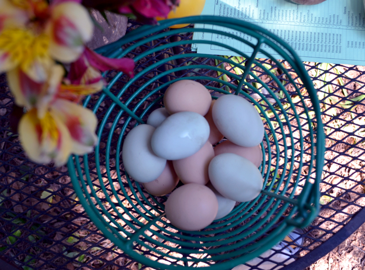 My Self-Guided North Fork Hen House Tour — out east foodie