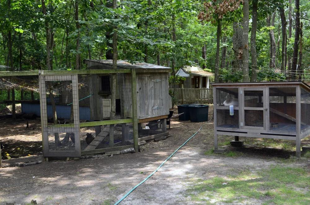 Sweet Woodland Farm: A Growing Homestead — out east foodie