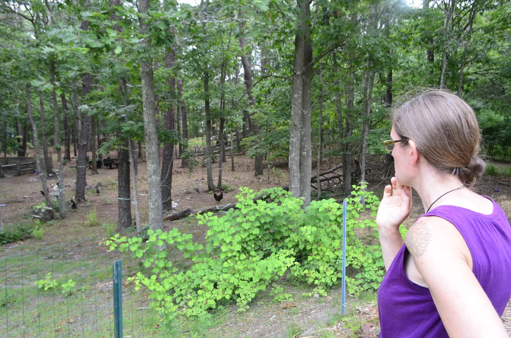 Sweet Woodland Farm: A Growing Homestead — out east foodie