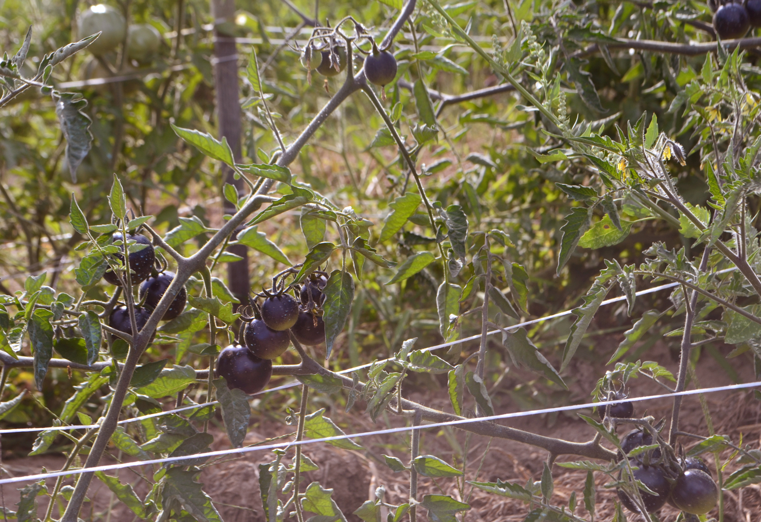 Gazpacho made with Invincible Summer Farms Heirloom Tomatoes — out east ...