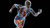 Fascia: The Forgotten Organ That Connects Nutrition, Movement, and ...