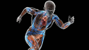 Fascia: The Forgotten Organ That Connects Nutrition, Movement, and ...