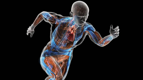 Fascia: The Forgotten Organ That Connects Nutrition, Movement, and ...