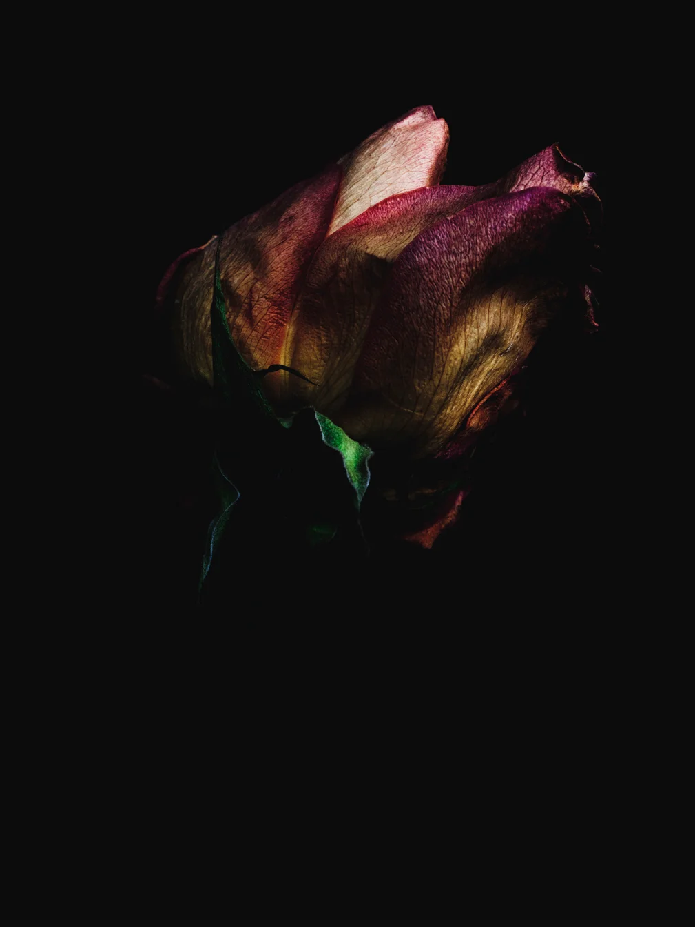 Decaying Flowers — I was shot by Billy Kidd