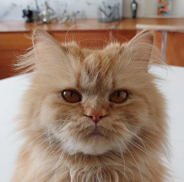 Instagram — Asako Ueno