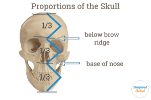 PORTRAIT PREP SERIES: Lesson 2 The Skull, Muscle and Skin — Sharpened ...