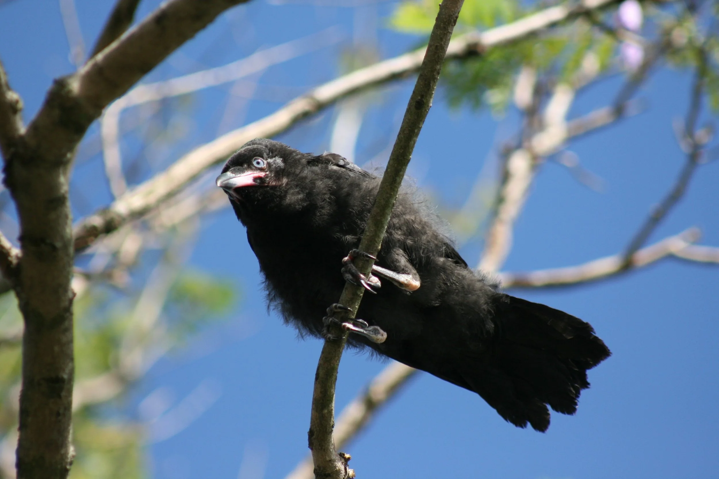 The TRUE story of the baby crow — Mary-Rose MacColl