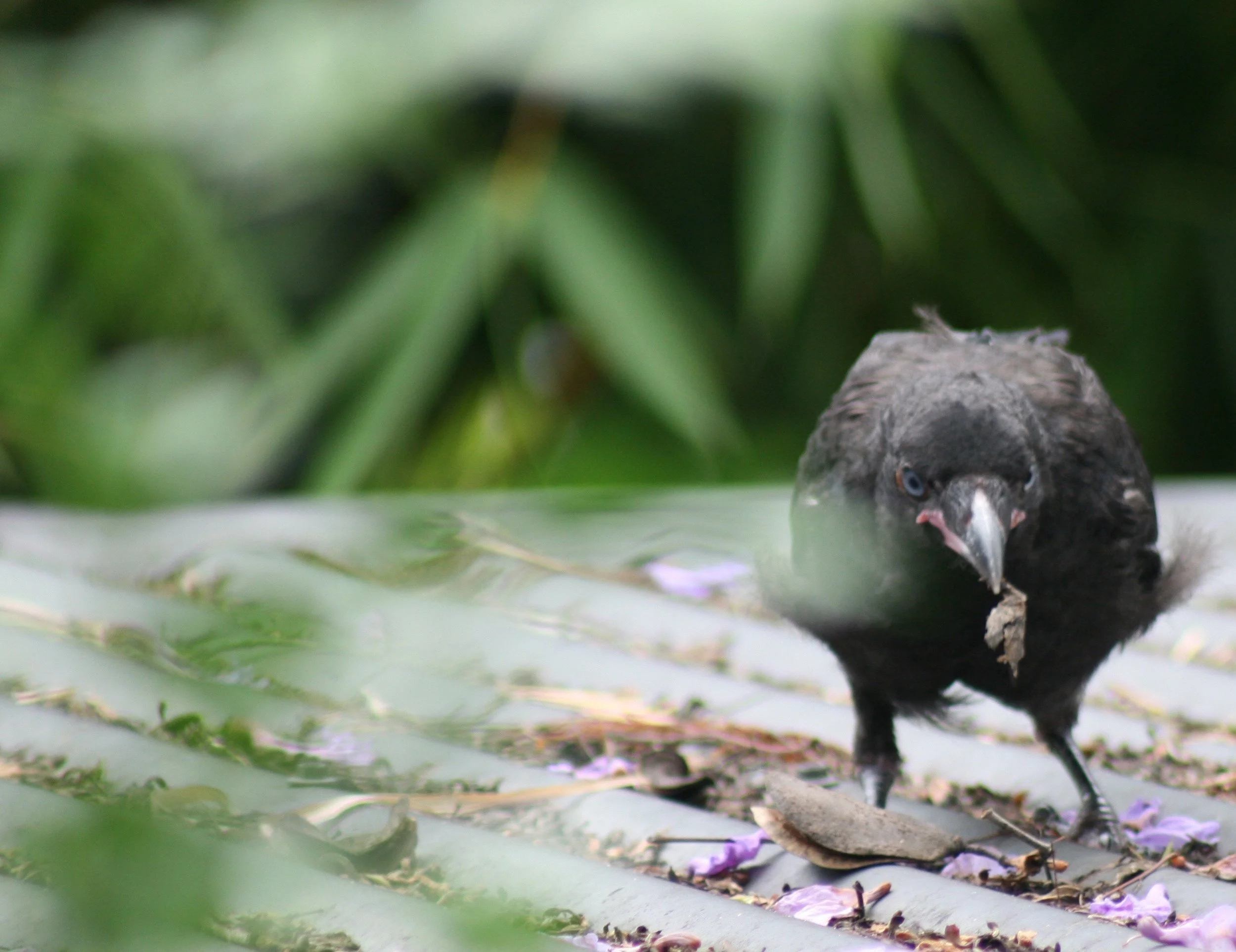 The True Story — Mary-Rose MacColl