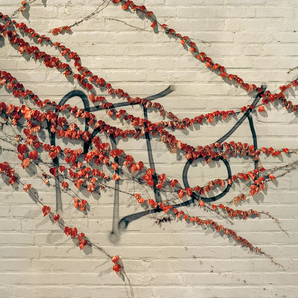 Gowanus Wild — Miska Draskoczy