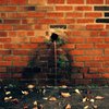Gowanus Wild — Miska Draskoczy