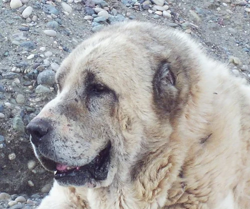 Pictures — Boz Shepherd Turkish Boz Shepherd Working Family Protection Dogs
