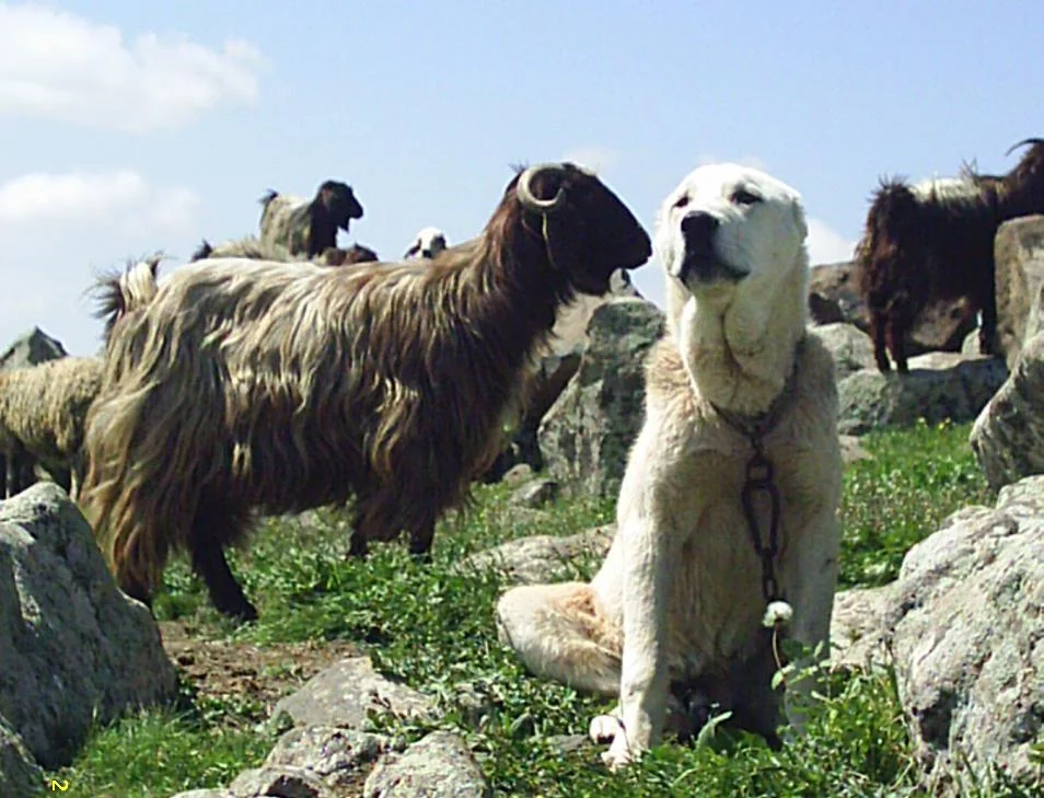 Pictures — Boz Shepherd Turkish Boz Shepherd Working Family Protection Dogs