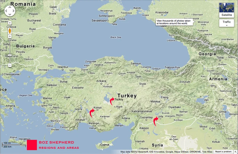 Breed History — Boz Shepherd Turkish Boz Shepherd Working Family ...