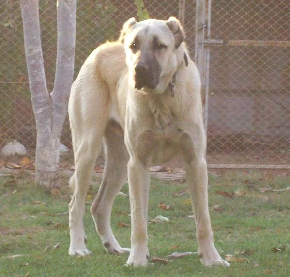 Boz Shepherd Turkish Boz Shepherd Working Family Protection Dogs