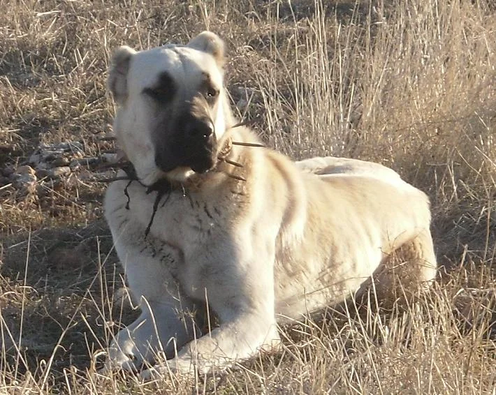 Boz Shepherd Turkish Boz Shepherd Working Family Protection Dogs