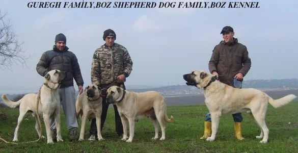Boz Shepherd Turkish Boz Shepherd Working Family Protection Dogs