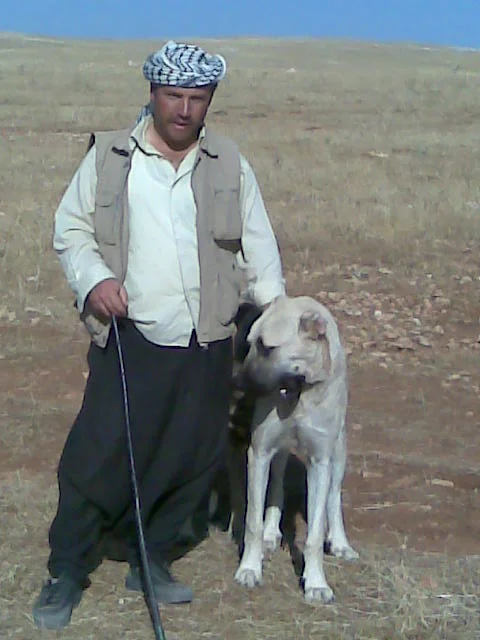 Boz Shepherd Turkish Boz Shepherd Working Family Protection Dogs