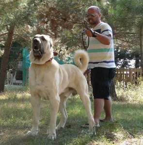 Boz Shepherd Turkish Boz Shepherd Working Family Protection Dogs