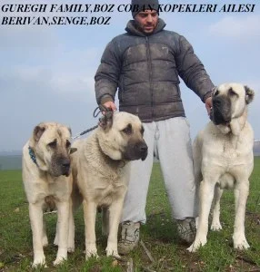Breed Standard — Turkish Boz Shepherds- Breed information, History ...