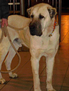 Breed Standard — Turkish Boz Shepherds- Breed information, History ...