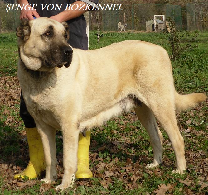 Breed Standard — Turkish Boz Shepherds- Breed information, History ...