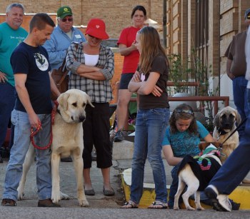 Breed Standard — Boz Shepherd Turkish Boz Shepherd Working Family ...