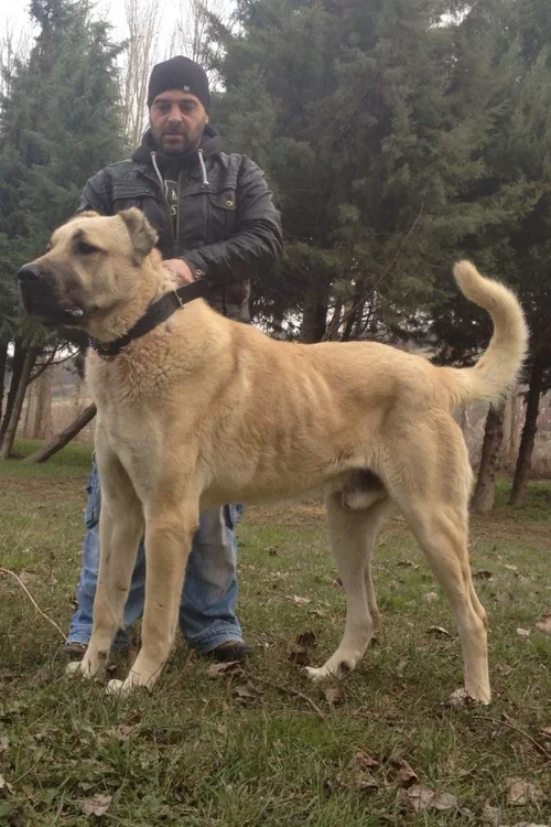Breed Standard — Turkish Boz Shepherds- Breed information, History ...