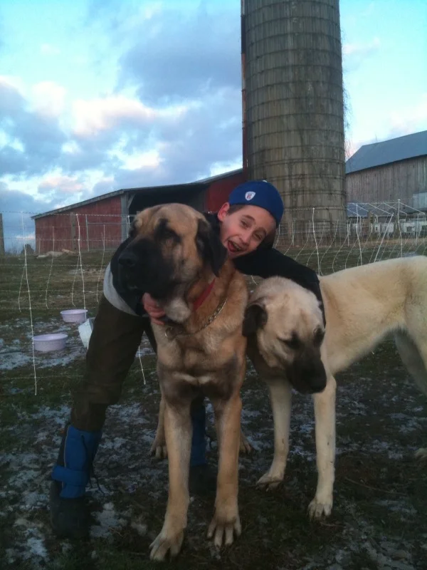 Boz Temperament — Boz Shepherd Turkish Boz Shepherd Working Family ...