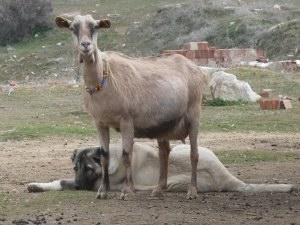 Boz Shepherd Dog Breeders Association TBBA Turkish Boz Shepherd Working ...