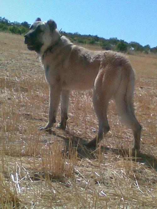 Boz Shepherd Turkish Boz Shepherd Working Family Protection Dogs