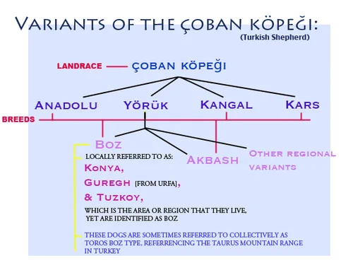 Breed History — Turkish Boz Shepherds- Breed information, History ...