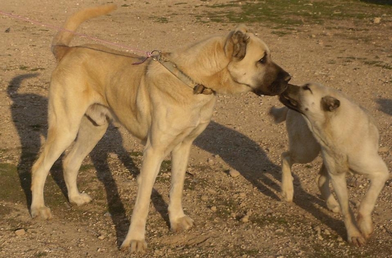 Pictures — Boz Shepherd Turkish Boz Shepherd Working Family Protection Dogs