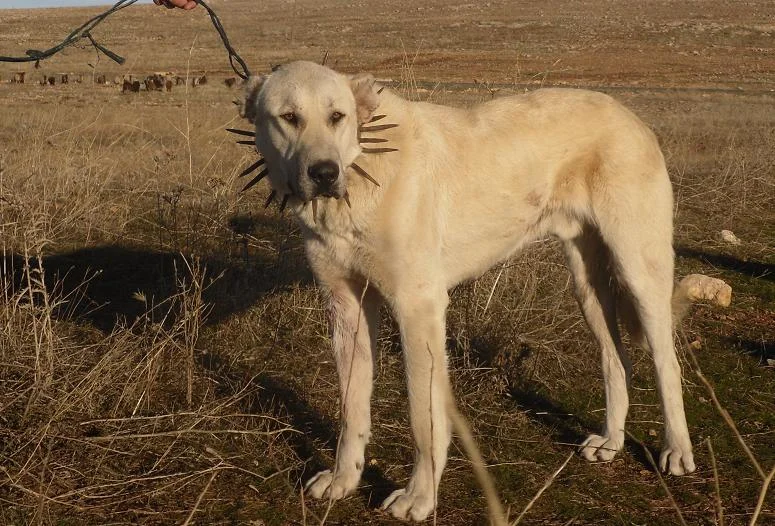Pictures — Boz Shepherd Turkish Boz Shepherd Working Family Protection Dogs